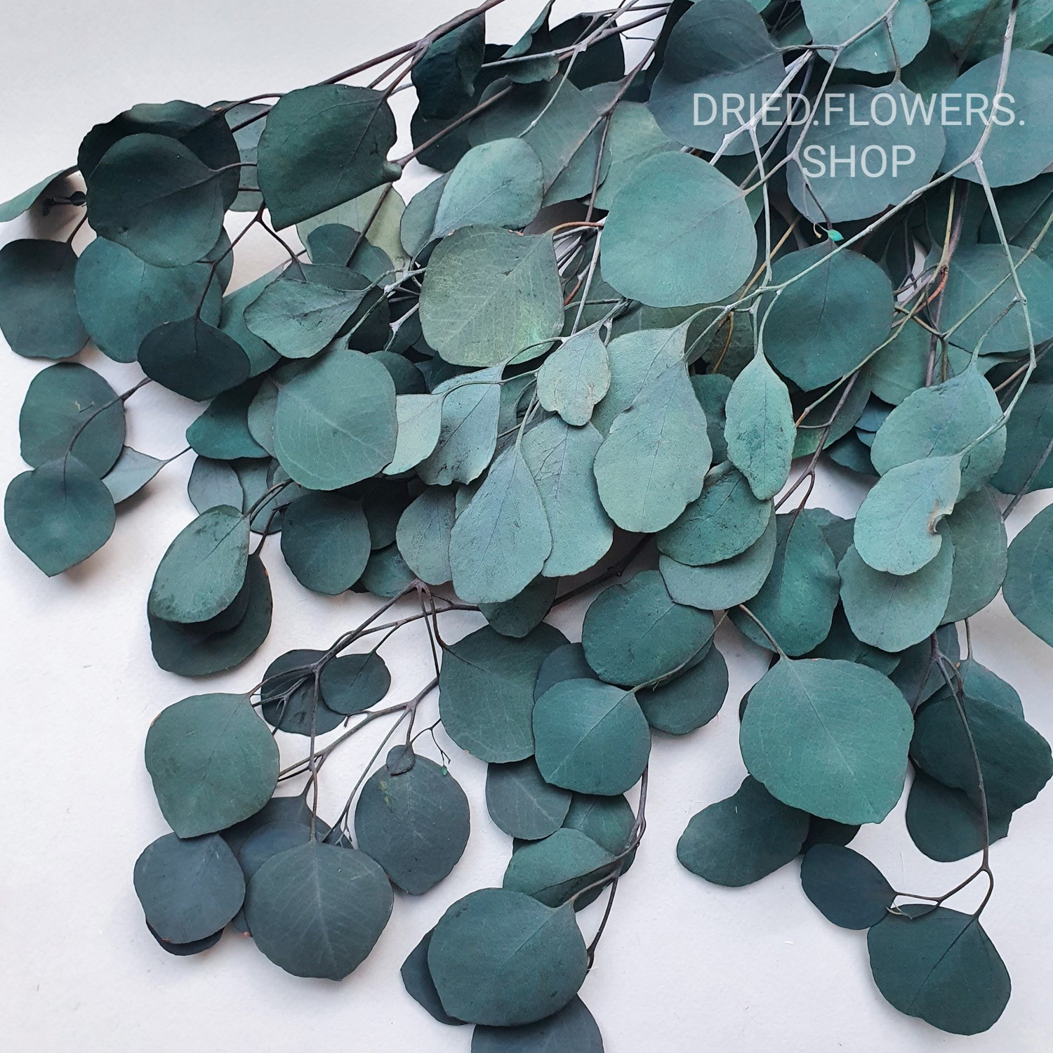 Dried Flowers Shop - Эвкалипт популус зелено-голубой